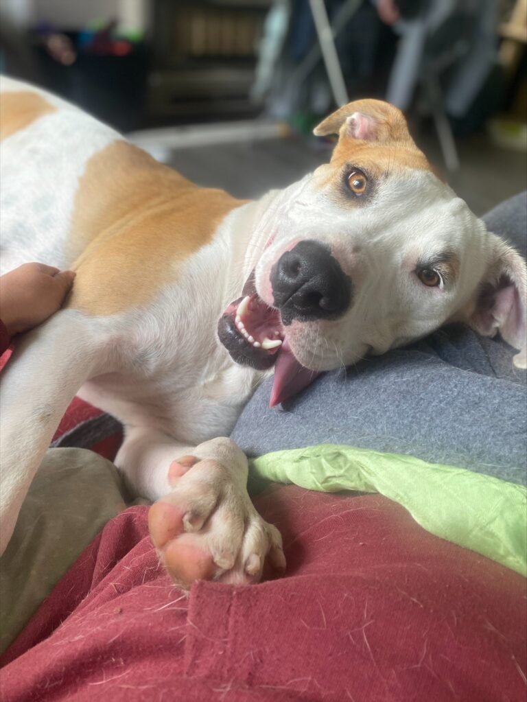 Foster - Starting Over Dog Rescue - Melbourne